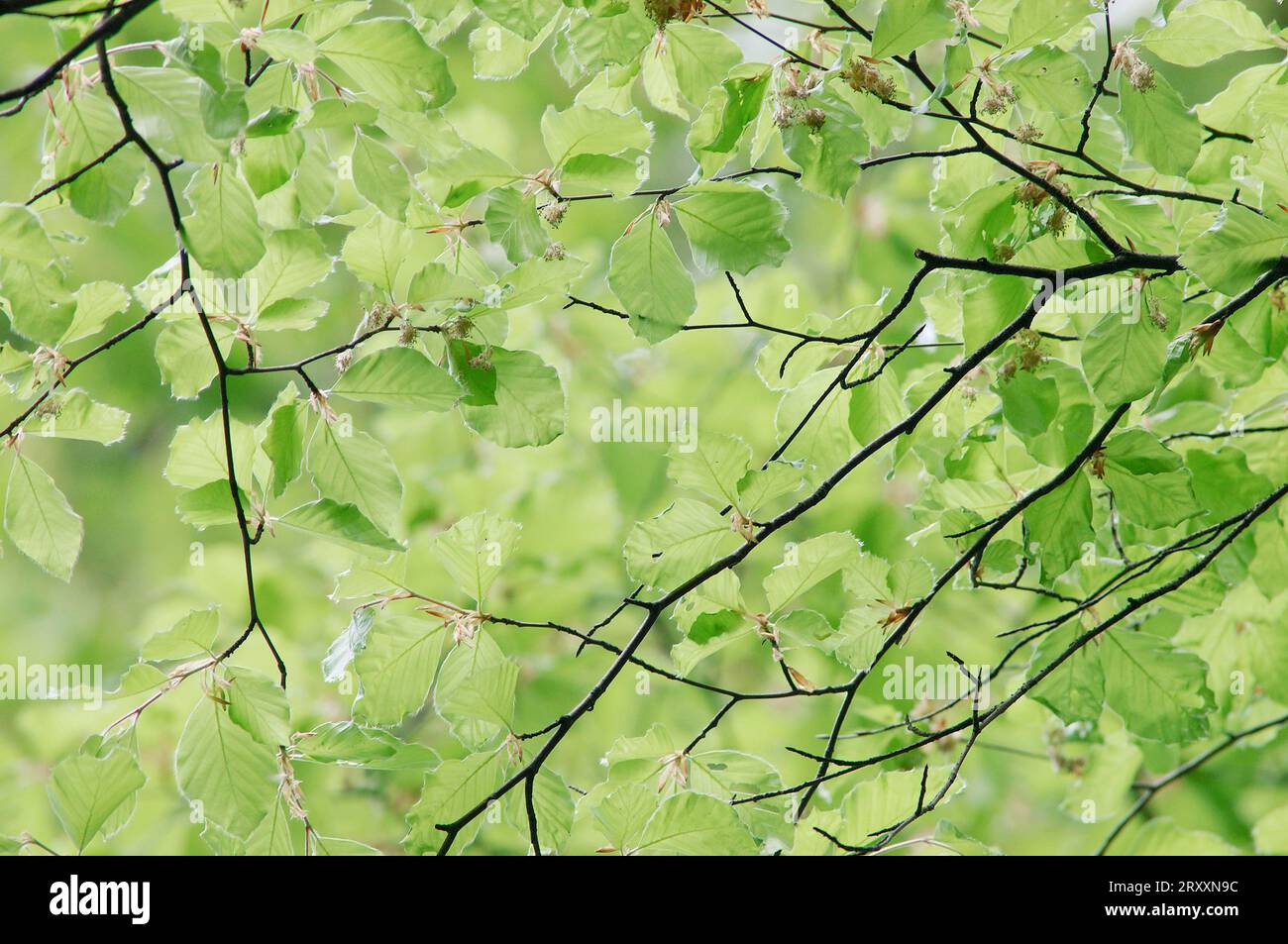 Beech leaves in spring, common beech (Fagus sylvatica), Germany Stock ...