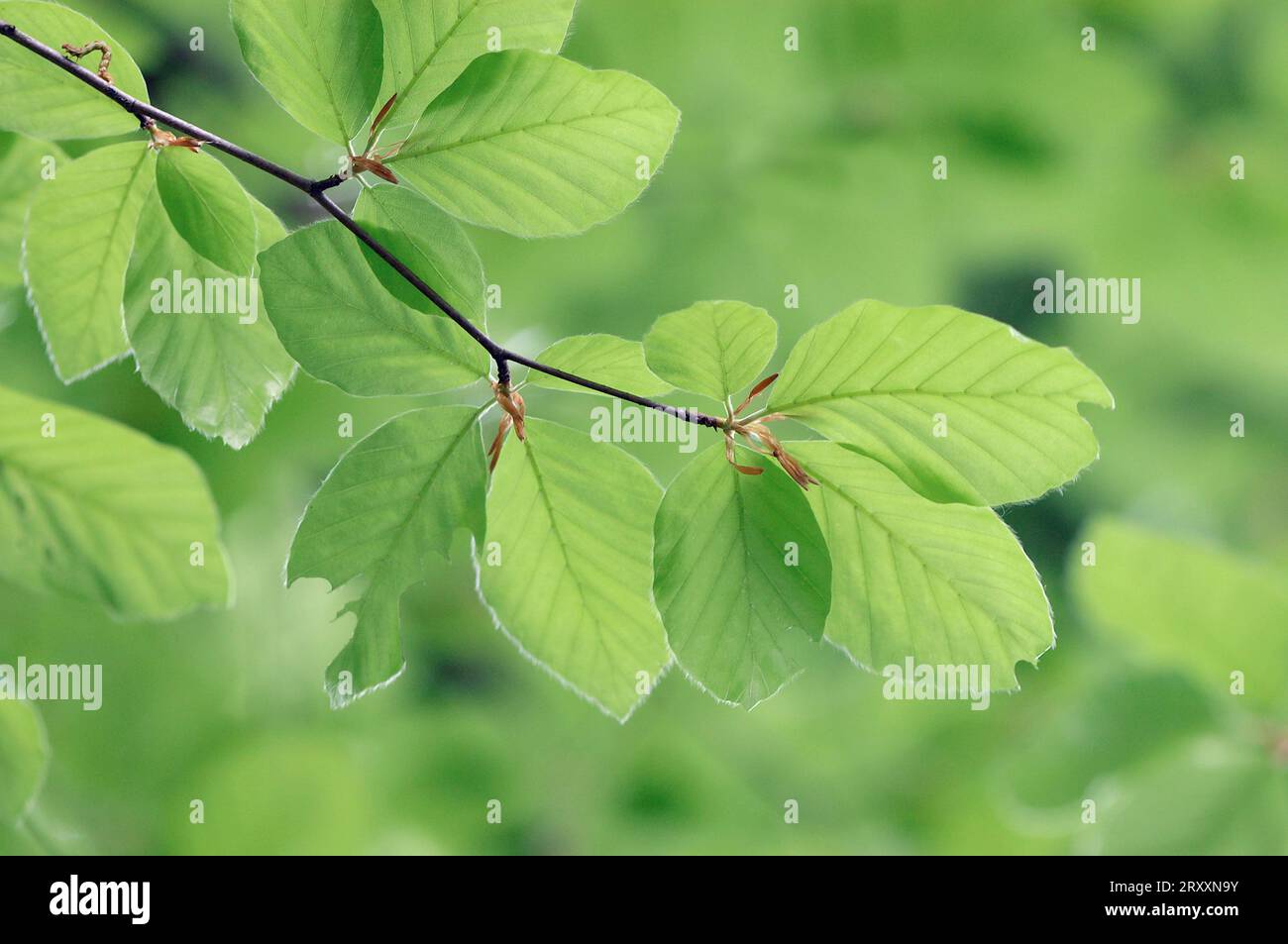 Beech leaves in spring, common beech (Fagus sylvatica), Germany Stock ...