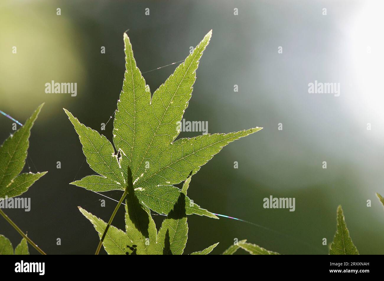Smooth japanese maple (Acer palmatum), leaves in spring Stock Photo - Alamy