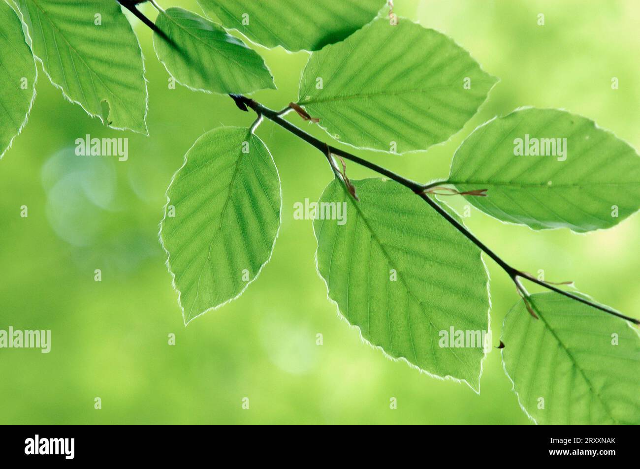 Beech leaves in spring, common beech (Fagus sylvatica), Germany Stock ...