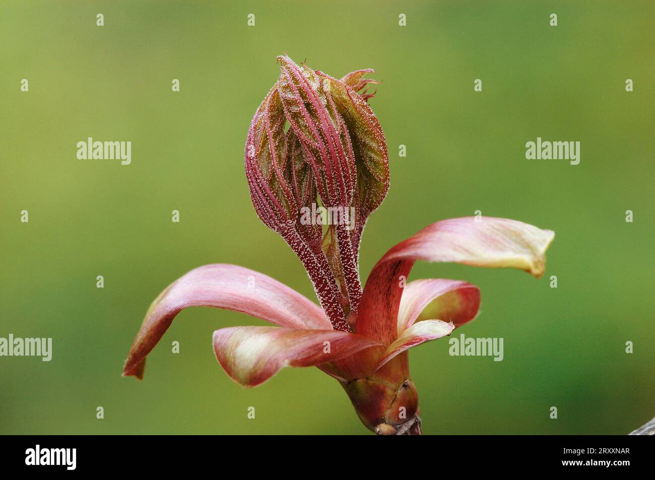 Horse-chestnut (Aesculus hippocastanum), buds Stock Photo - Alamy