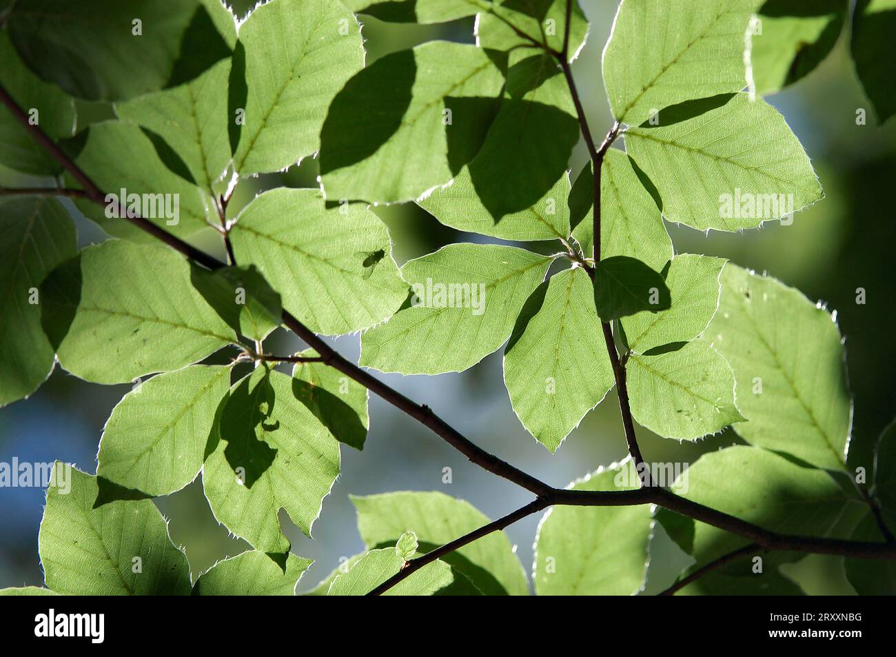 Beech leaves in spring, common beech (Fagus sylvatica), Germany Stock ...