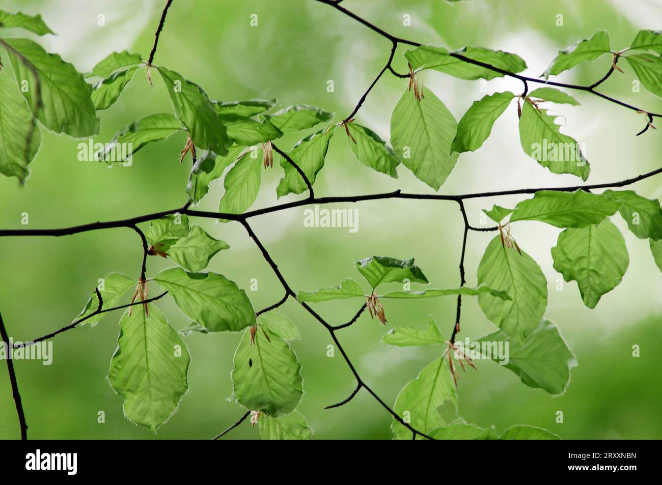 Beech leaves in spring, common beech (Fagus sylvatica), Germany Stock ...