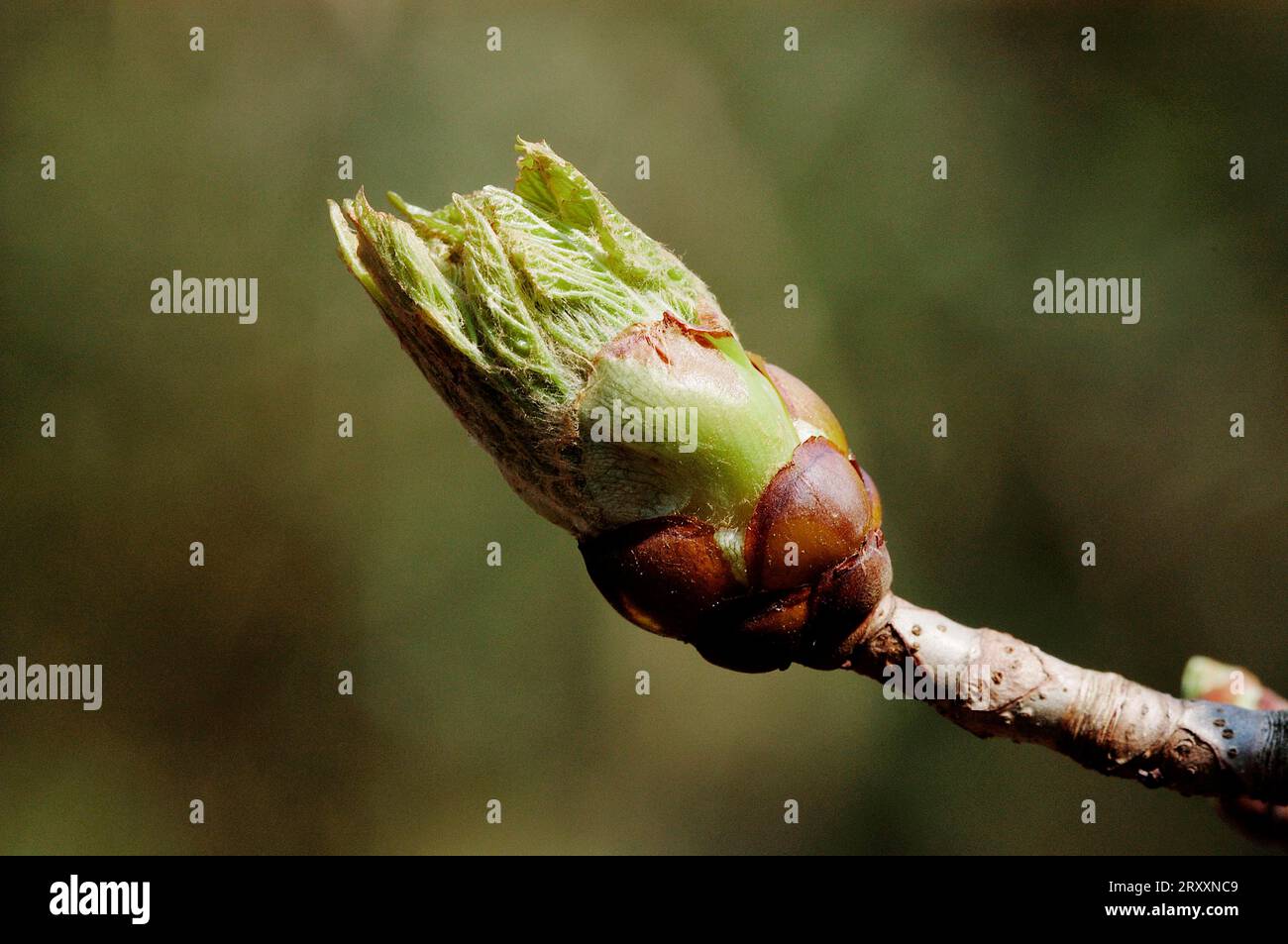 Horse-chestnut (Aesculus hippocastanum), bud Stock Photo - Alamy