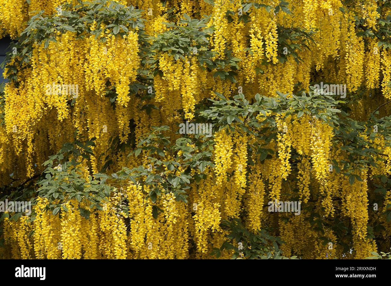 Laburnum 'Voos' (Laburnum x watereri Stock Photo - Alamy