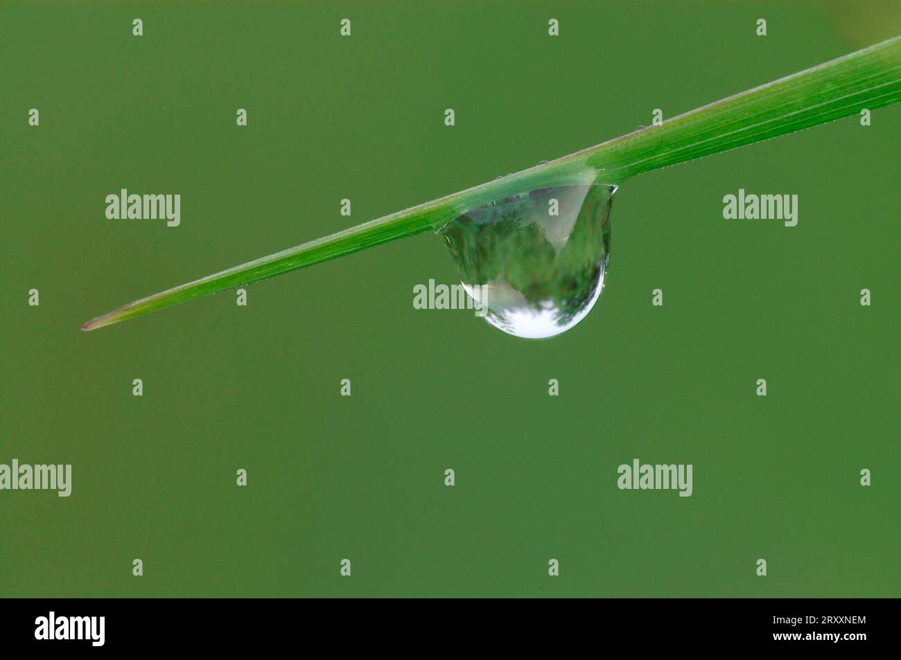 Water drop on blade of grass Stock Photo - Alamy