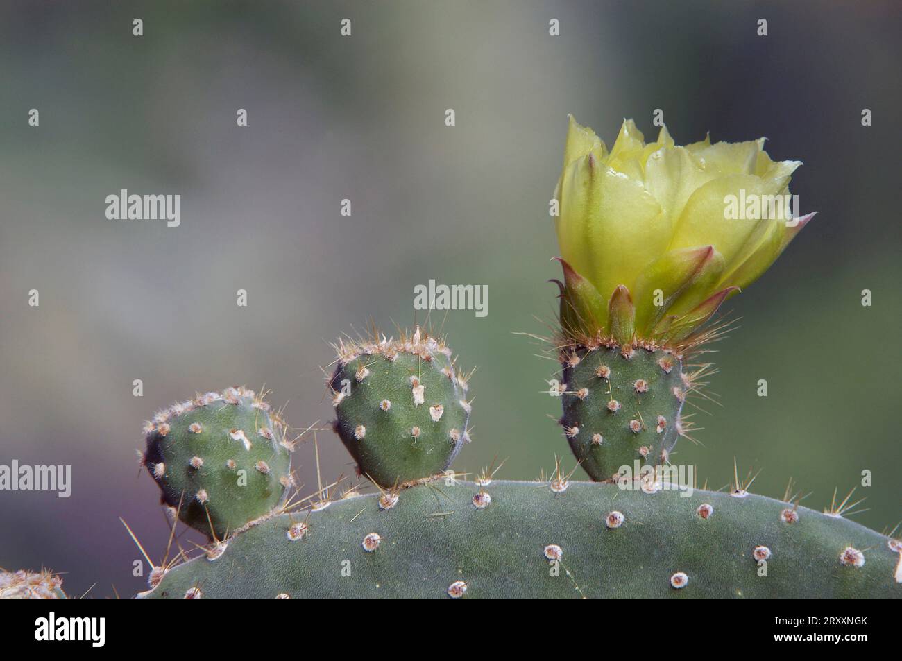 Indian Fig, blossom (Opuntia ficus-indica Stock Photo - Alamy