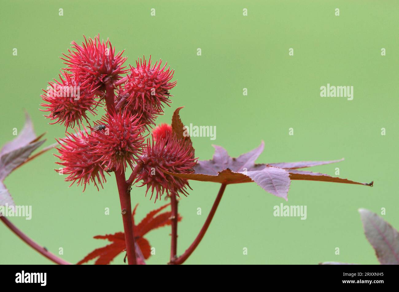 Ricinus (Ricinus communis Stock Photo - Alamy