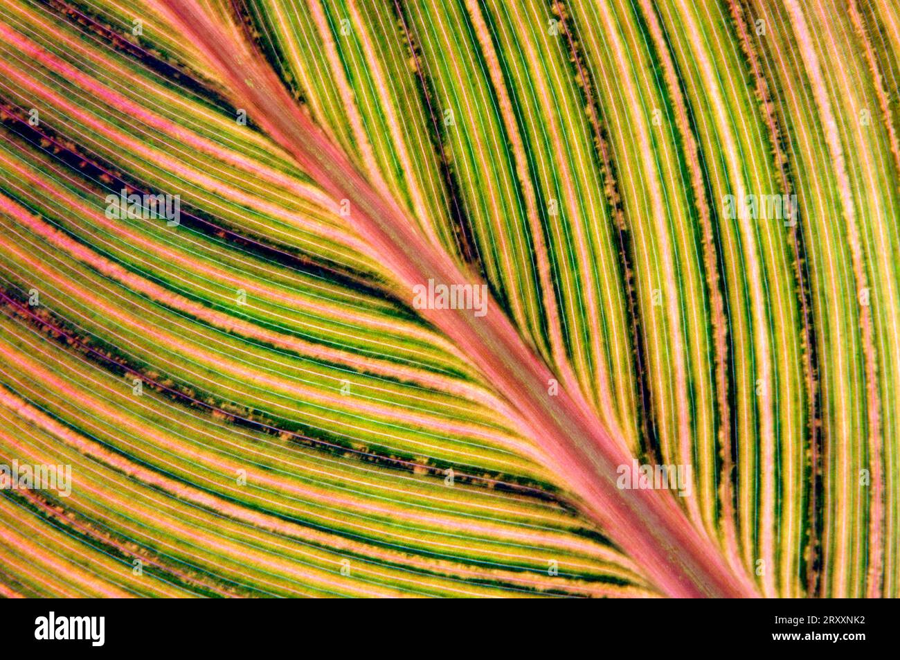 Pretoria canna lily (Canna indica), leaf detail Stock Photo - Alamy