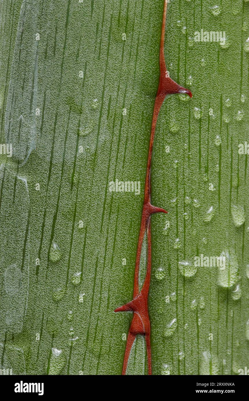 Agaves (Agave), Agave family, Agavaceae Stock Photo - Alamy