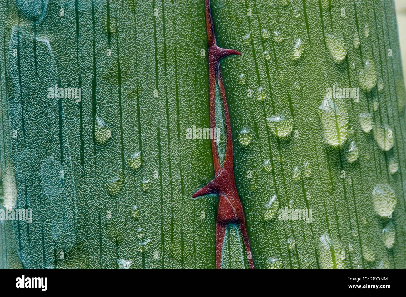Agaves (Agave), Agave family, Agavaceae Stock Photo - Alamy