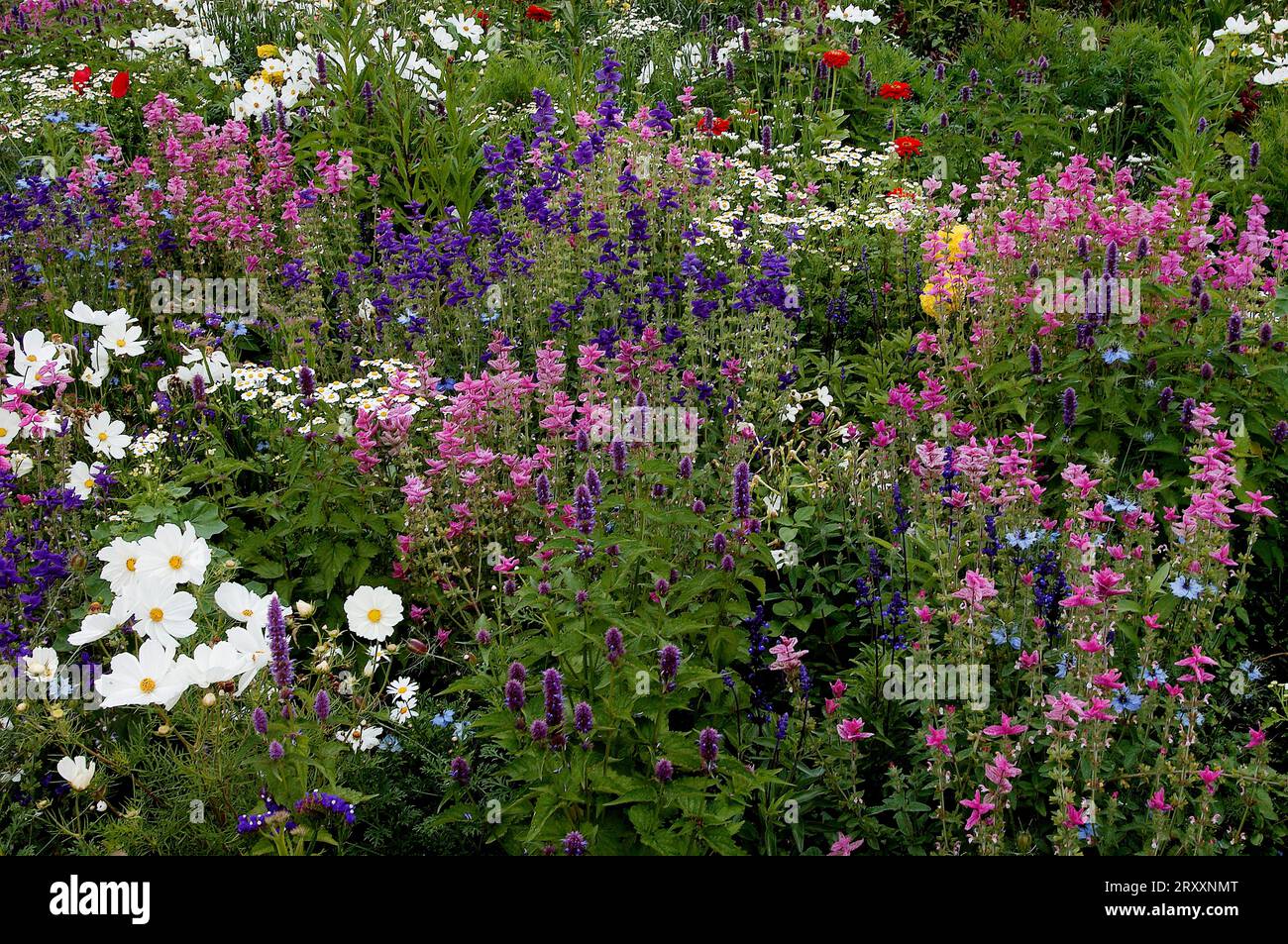 Flowerbed with mexican aster (Cosmos bipinnatus), musk mallow, love-in ...