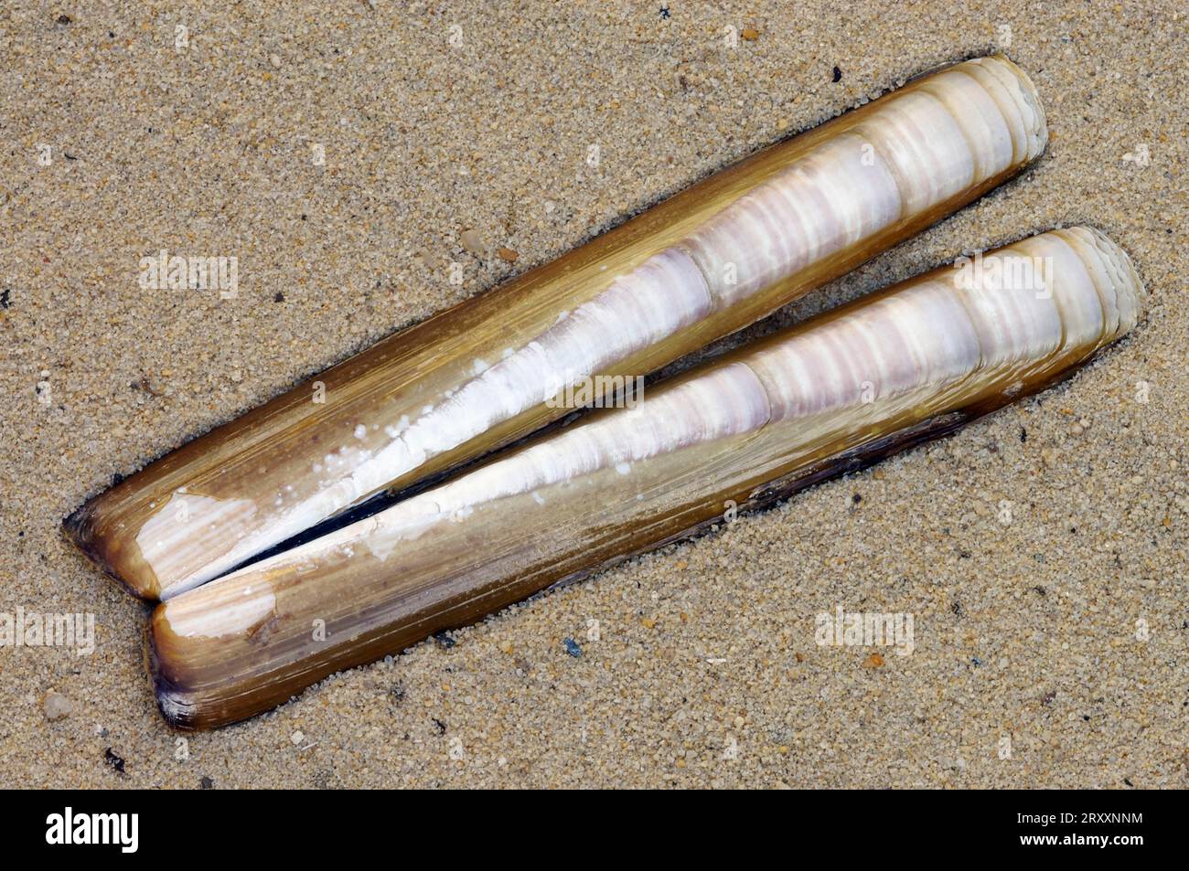 Common sword shells, atlantic jackknife clam (Ensis directus), sword ...