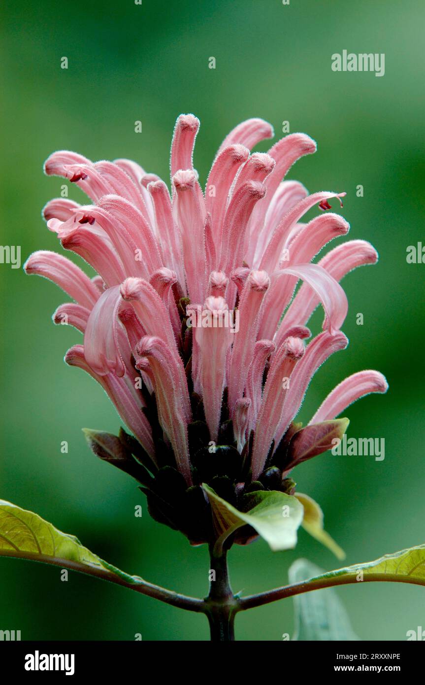 Brazilian plume flower hi-res stock photography and images - Alamy