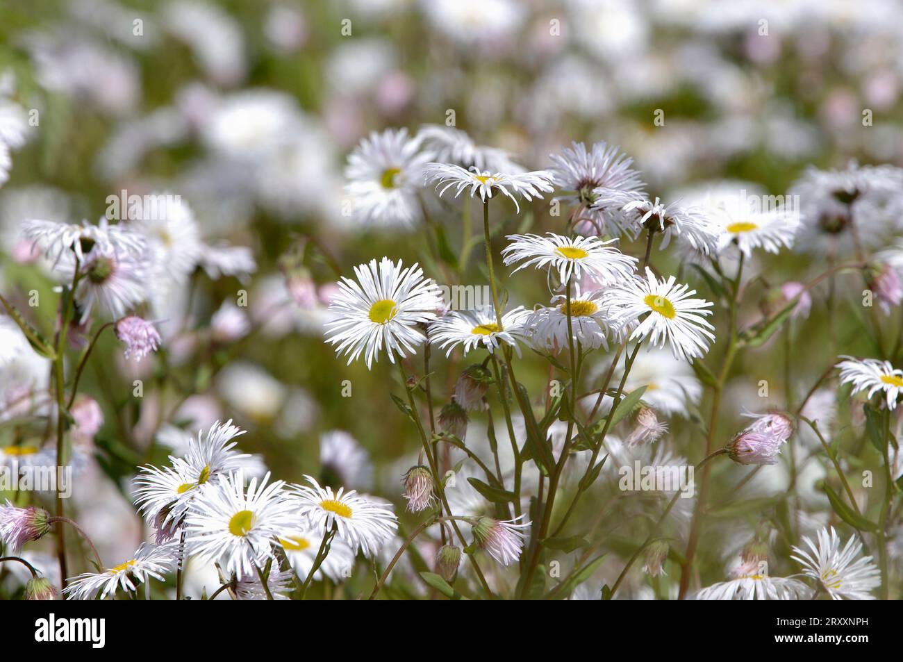 Erigeron (Erigeron speciosus Stock Photo - Alamy