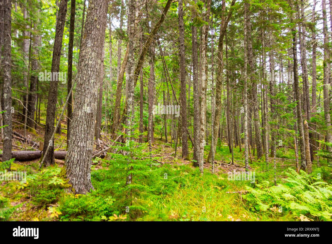 Views of plants and nature on the Carriage Trail hiking path in an ...