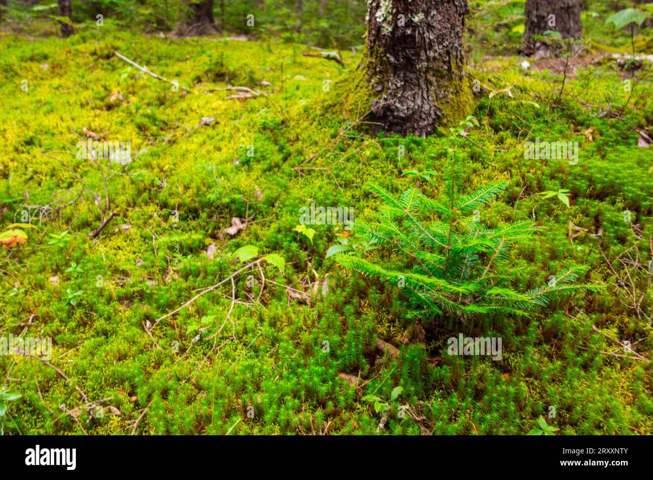 Views of plants and nature on the Carriage Trail hiking path in an ...