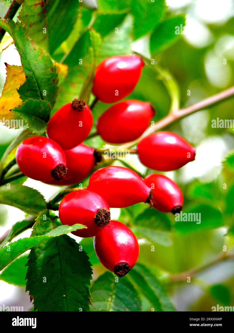 Red rose hips Stock Photo - Alamy