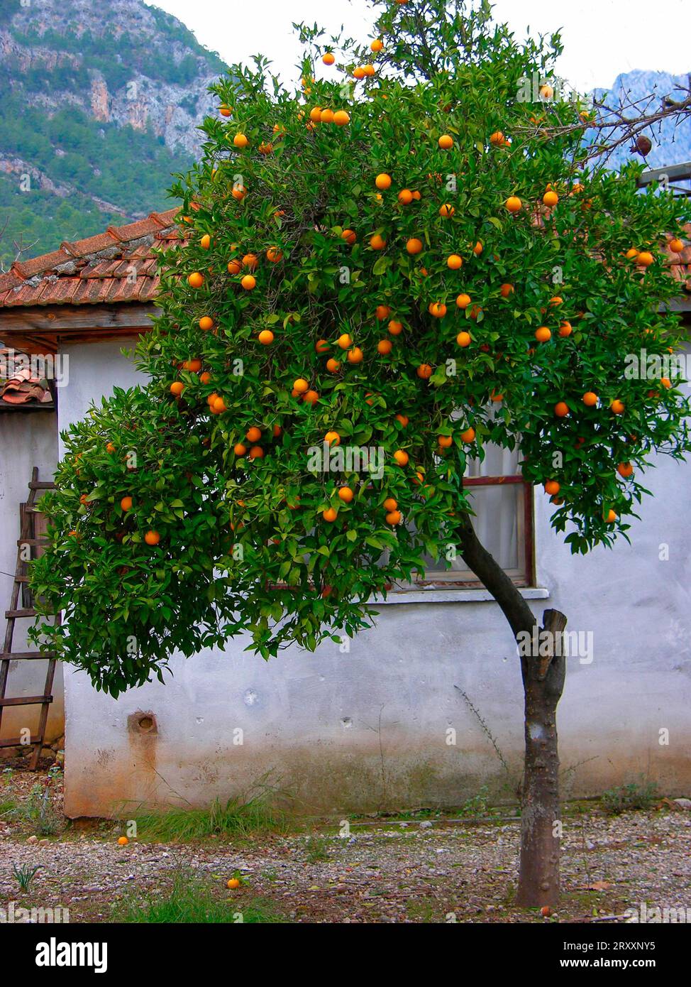 Oranges on the tree Oranges Stock Photo - Alamy