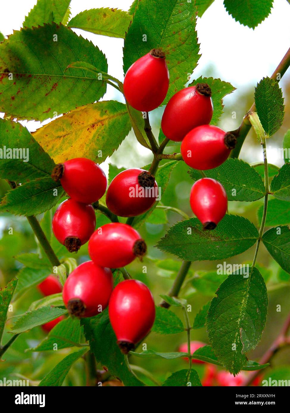 Red rose hips Stock Photo - Alamy