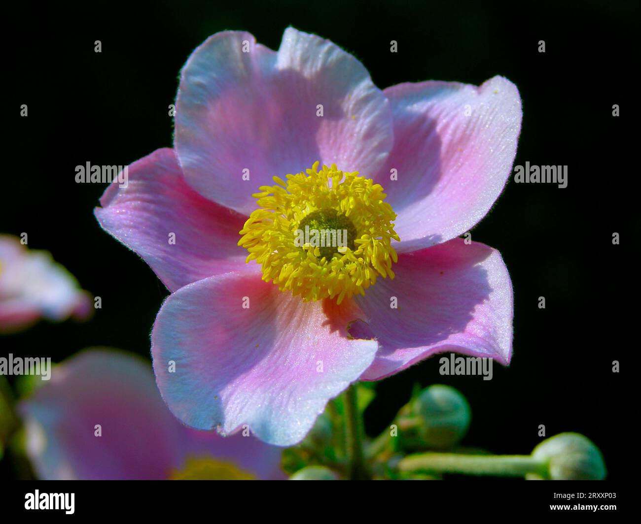 Anemone huphensis Japonica Hybrid Stock Photo - Alamy