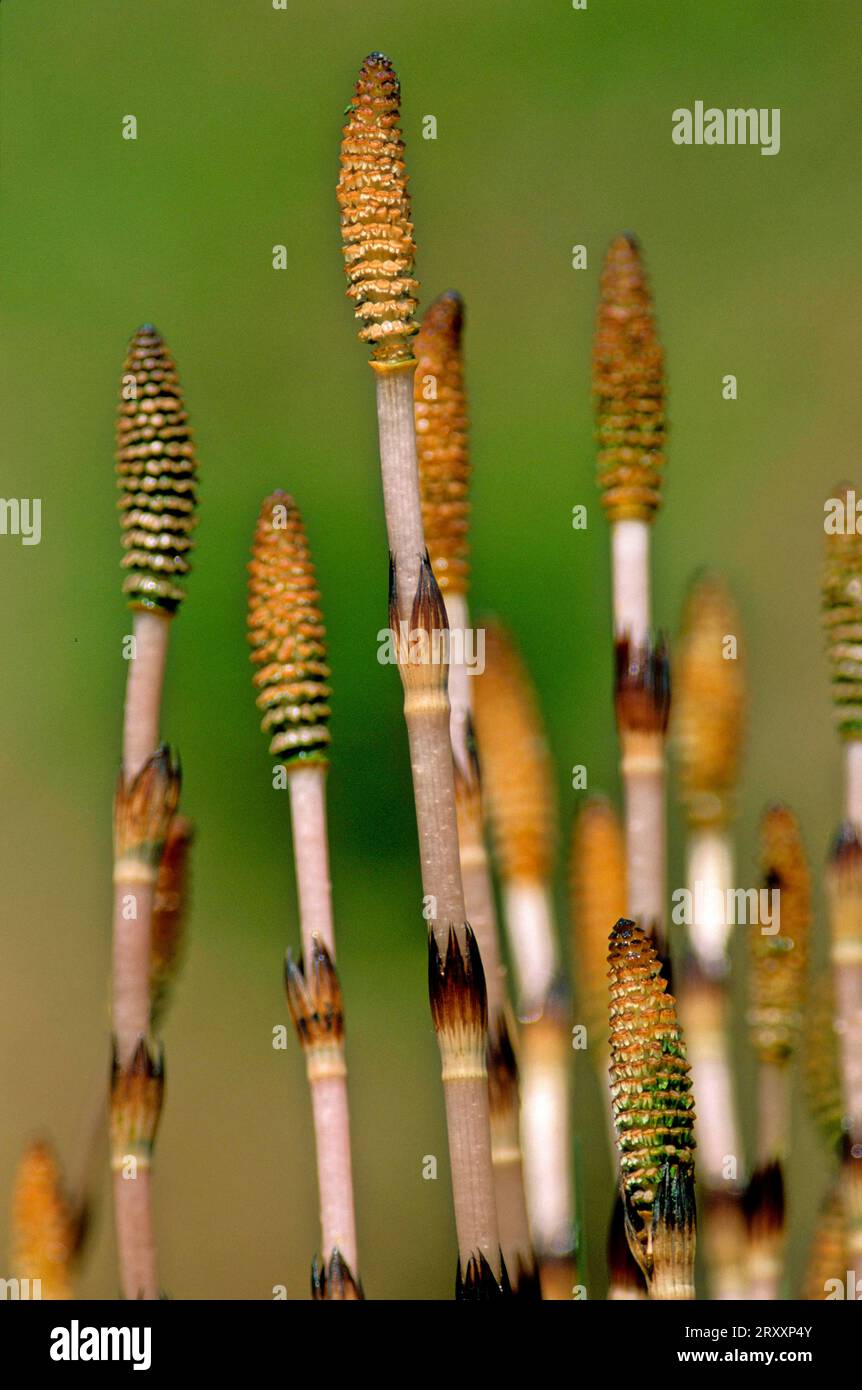 Horsetail Field field horsetail (Equisetum arvense) Horsetail, field ...