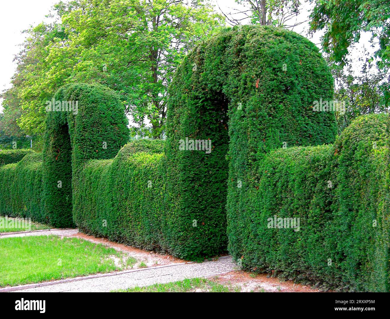 Hedge with archway Stock Photo - Alamy