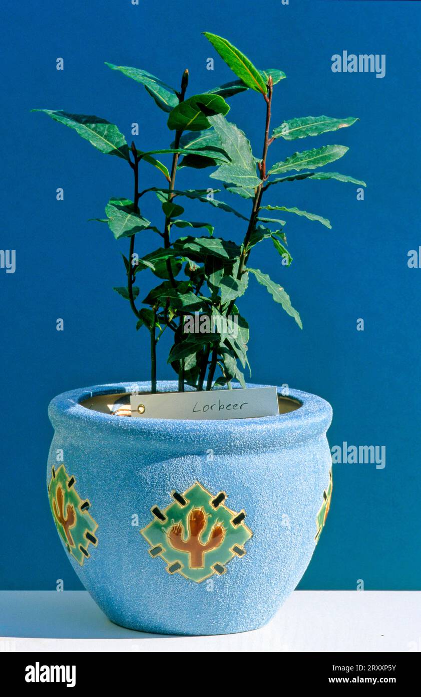 Laurel (Laurus nobilis) in a pot Stock Photo - Alamy