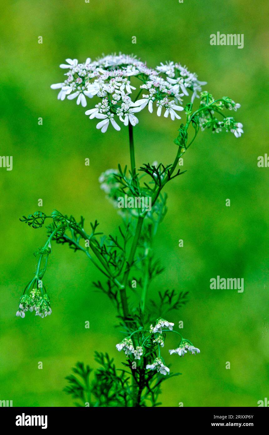 Coriander inflorescence hi-res stock photography and images - Alamy