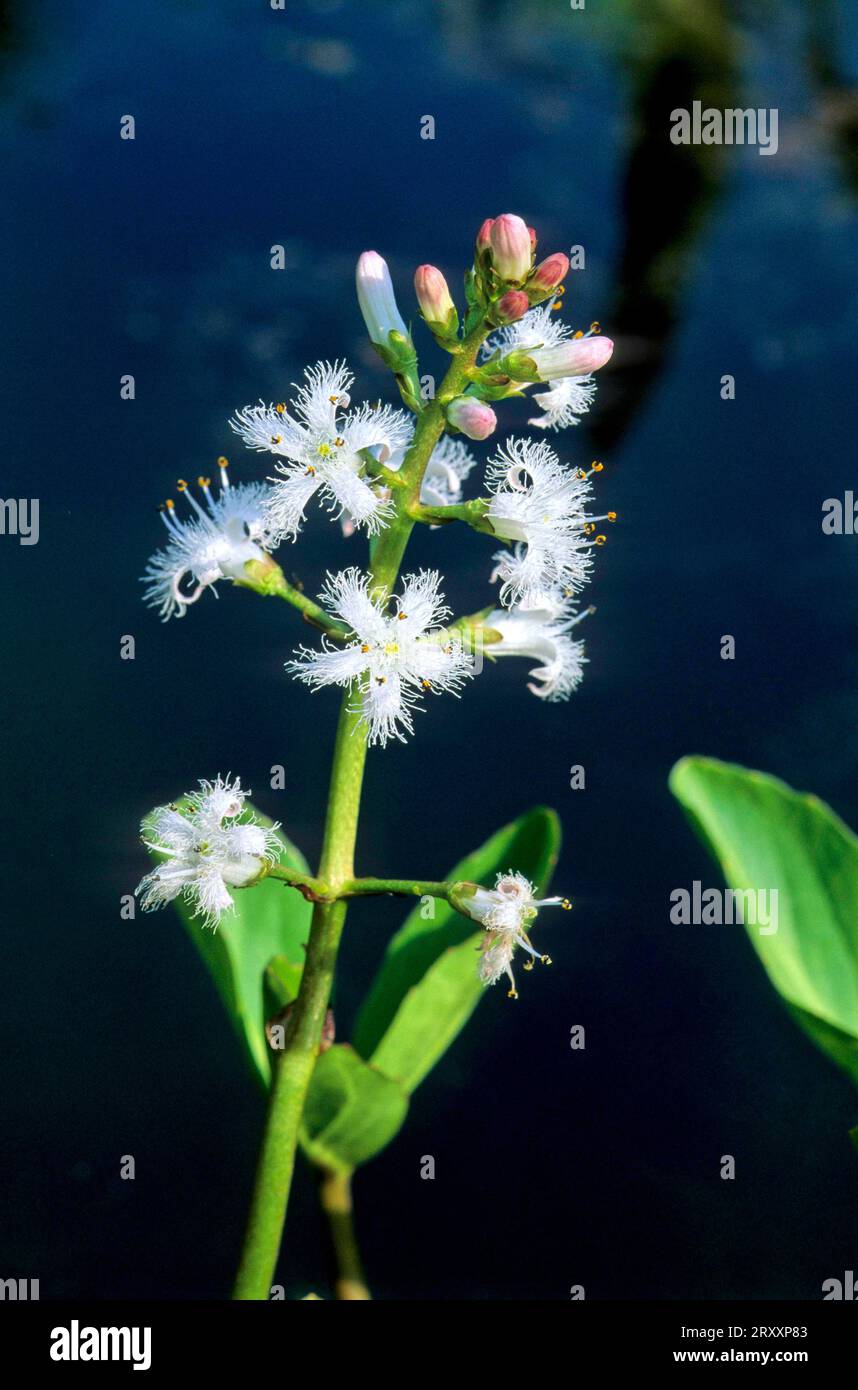 Bog bean (Menyanthes trifoliata), flowering Stock Photo - Alamy