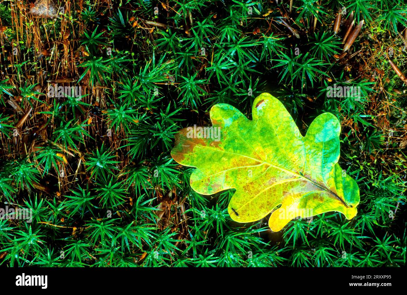 Oak leaf, Pedunculate oak (Quercus robur) Summer oak, english oak Stock ...