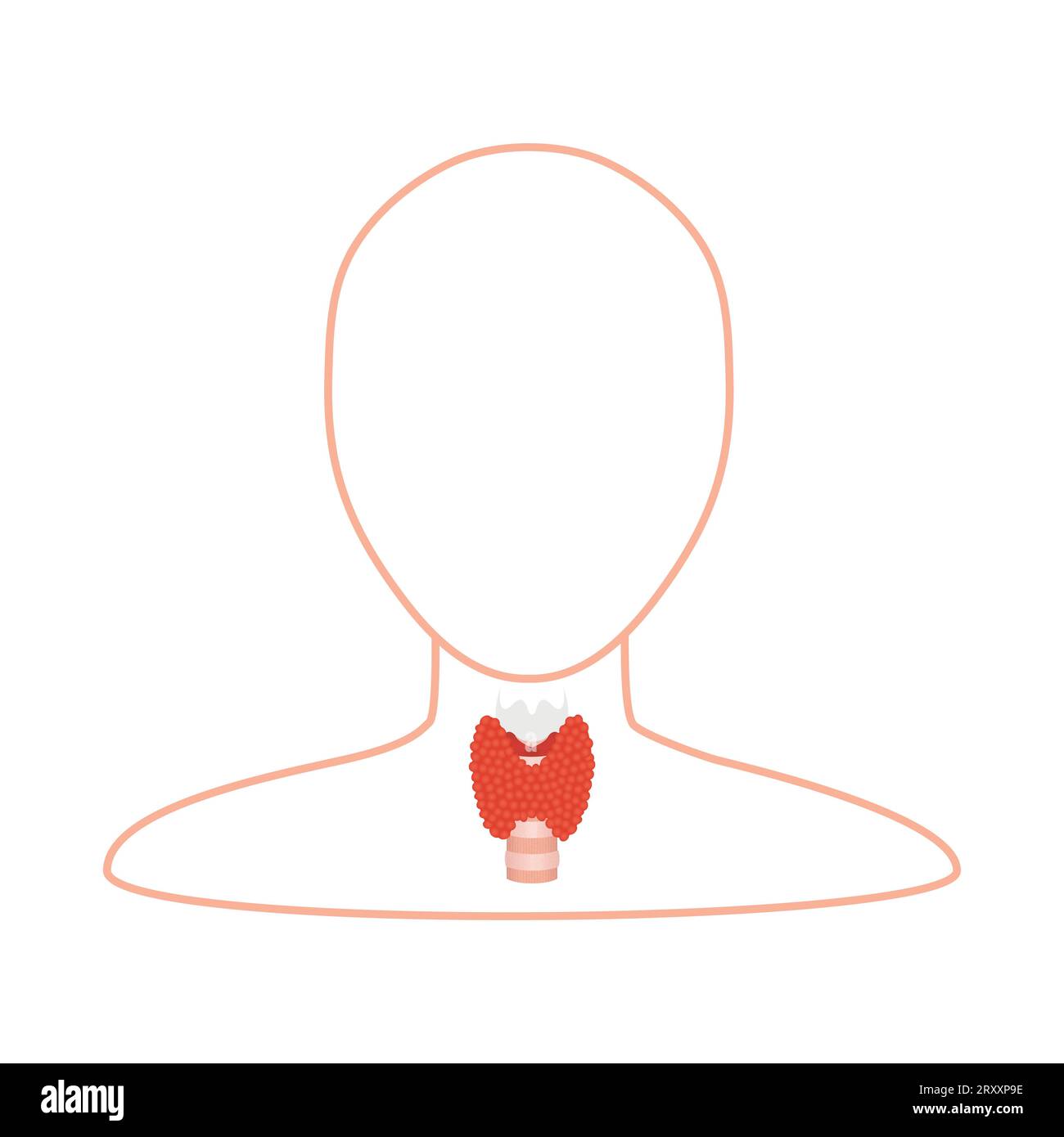 Thyroid gland organ on body silhouette icon Stock Vector Image & Art ...