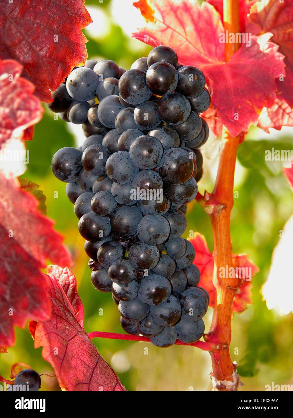 Grapes, Vine Red Wine Stock Photo - Alamy