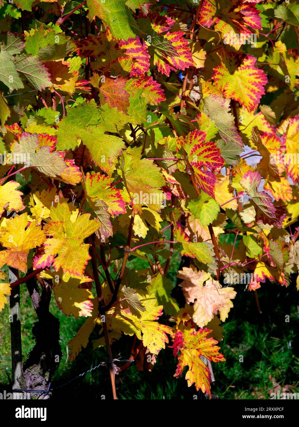 Grapes Red vine leaves Stock Photo - Alamy