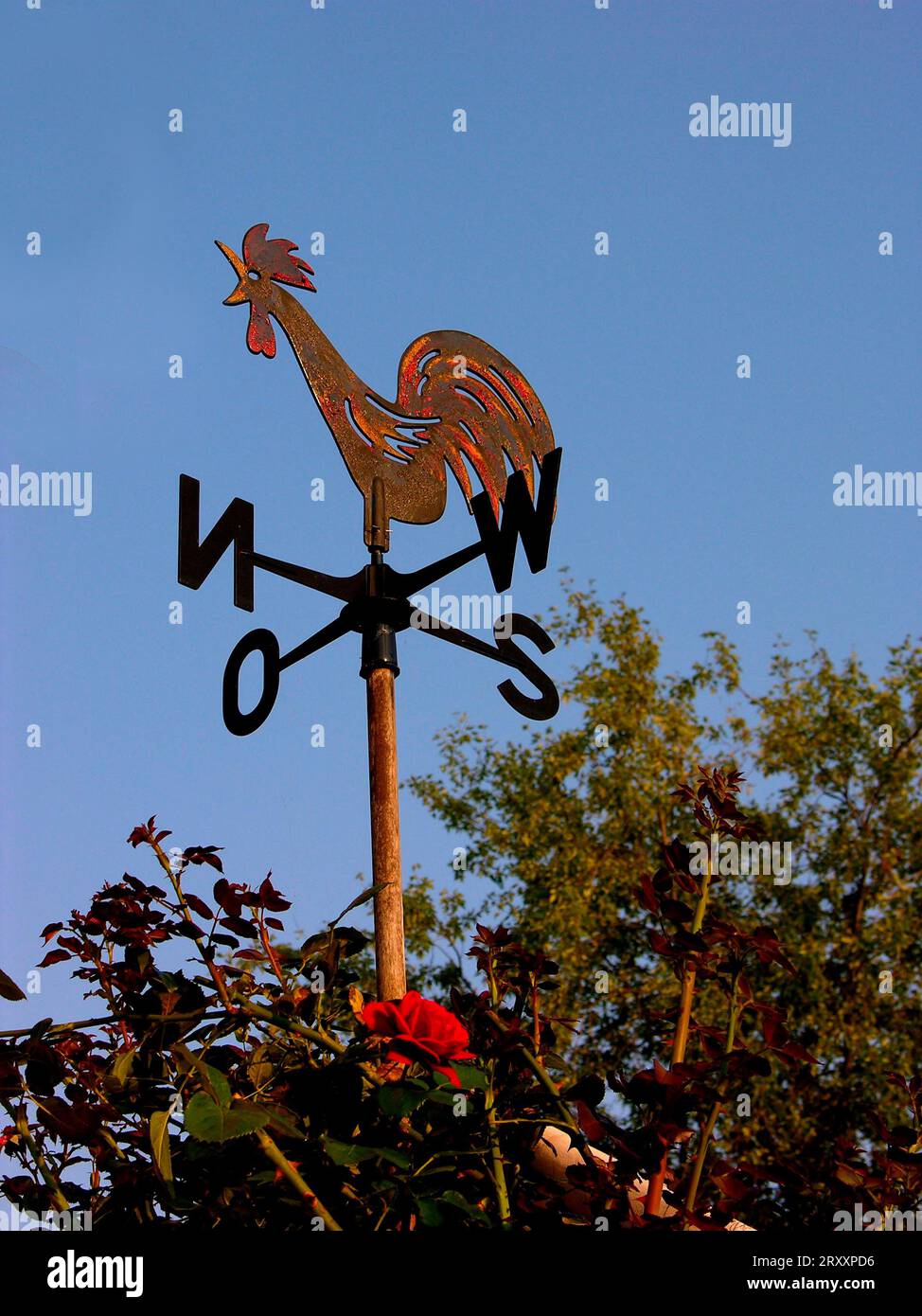 Rooster depiction hi-res stock photography and images - Alamy