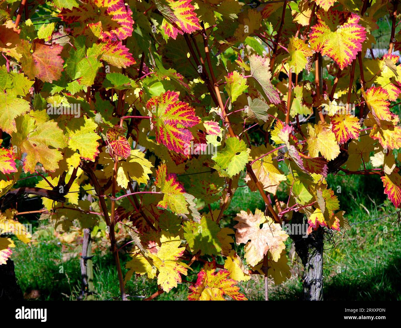 Grapes Red vine leaves Stock Photo - Alamy