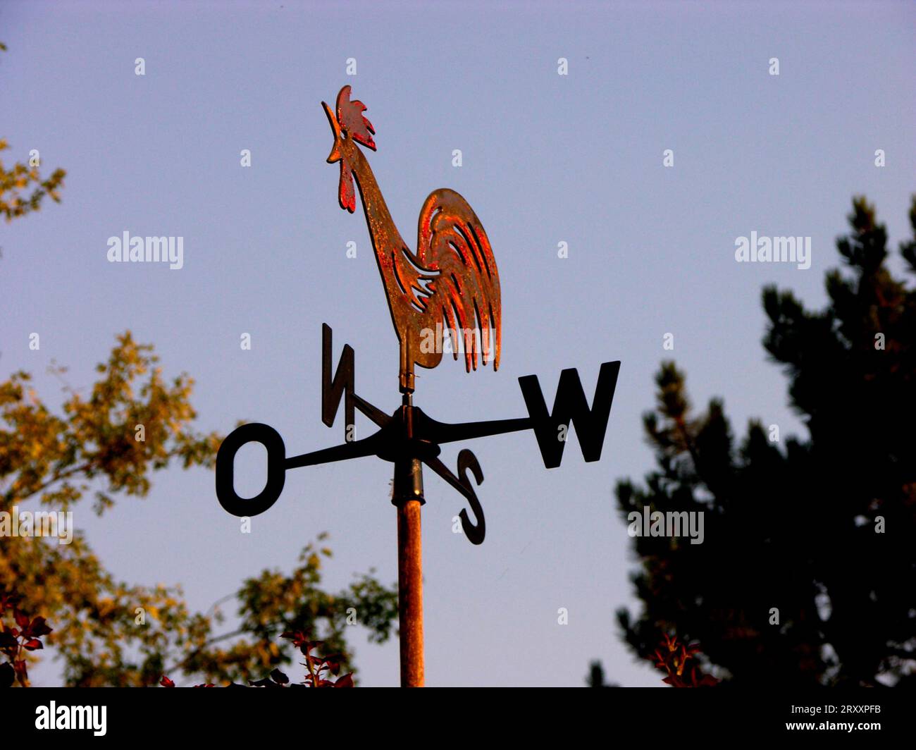 Rooster like hi-res stock photography and images - Alamy