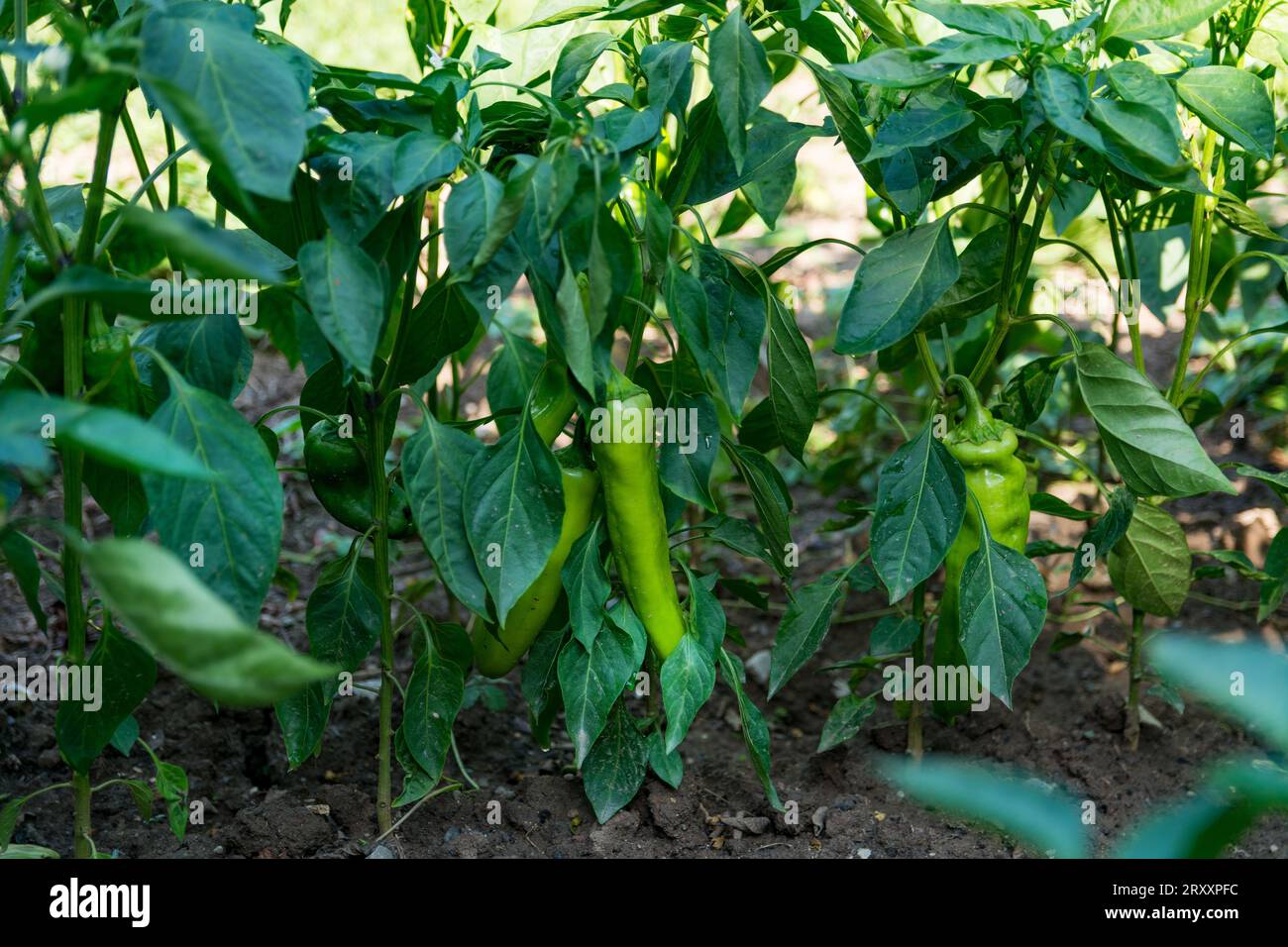 A close up of a row of young pepper plants with hanging green fruits in ...