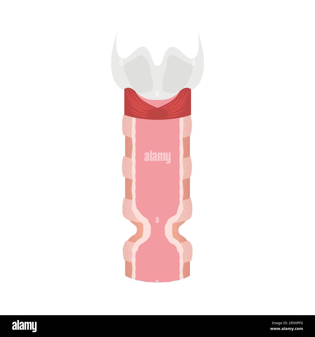 Trachea narrowing awareness icon of tracheal stenosis Stock Vector ...