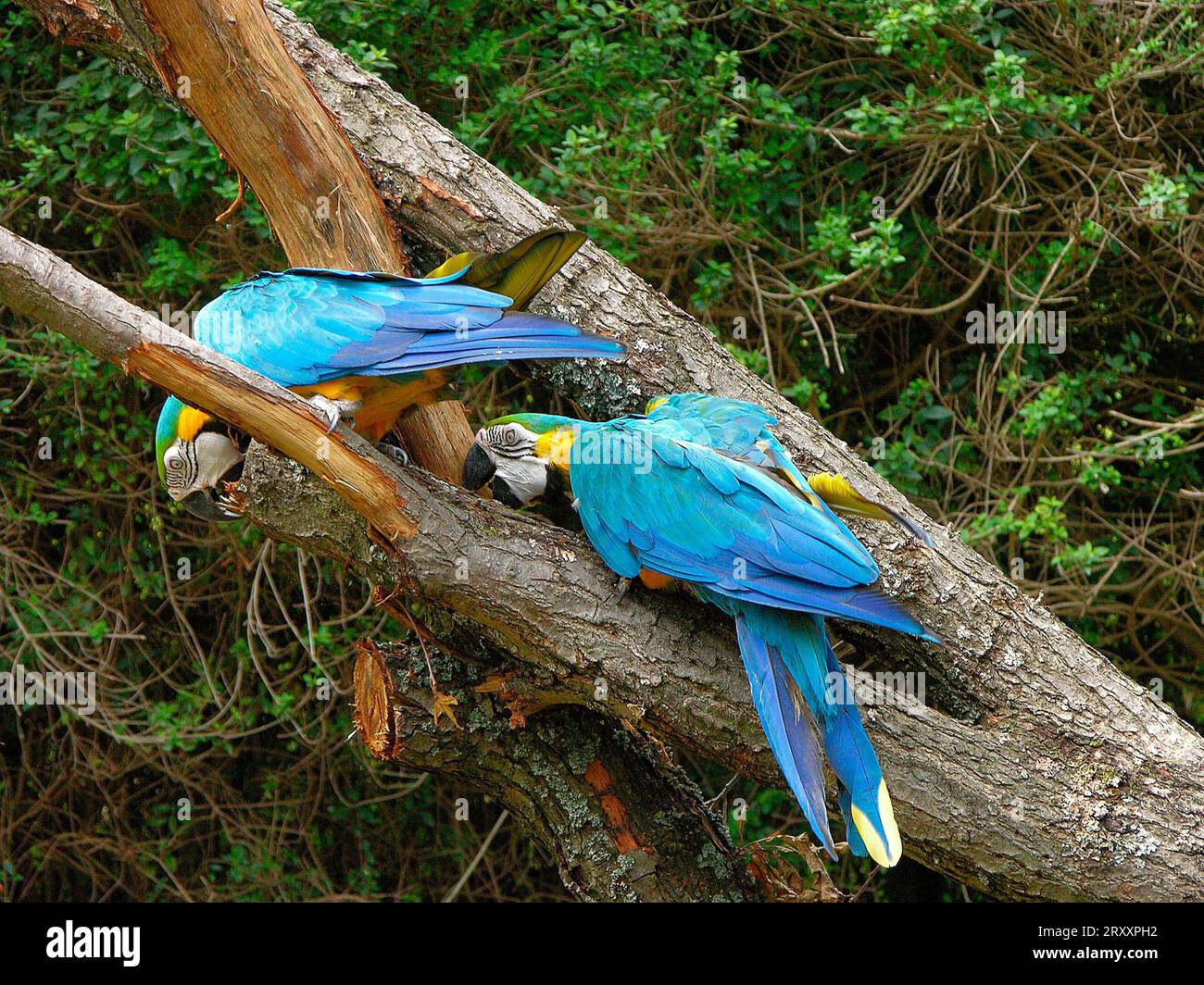 Parrots in tree hi-res stock photography and images - Alamy