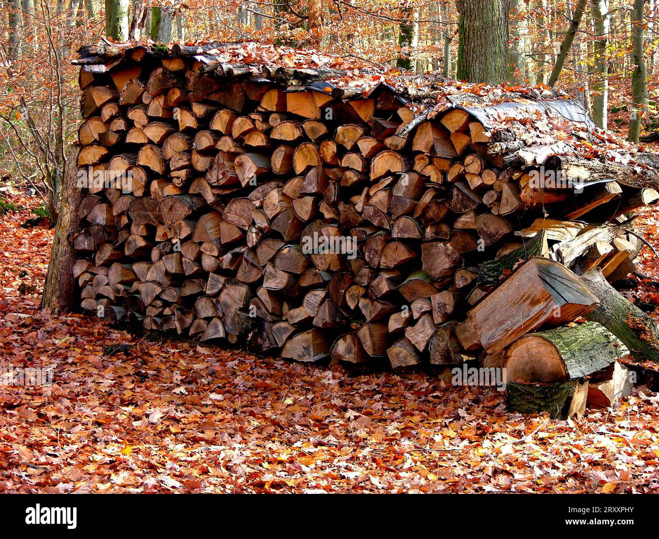 Wood piles in the forest Stock Photo - Alamy
