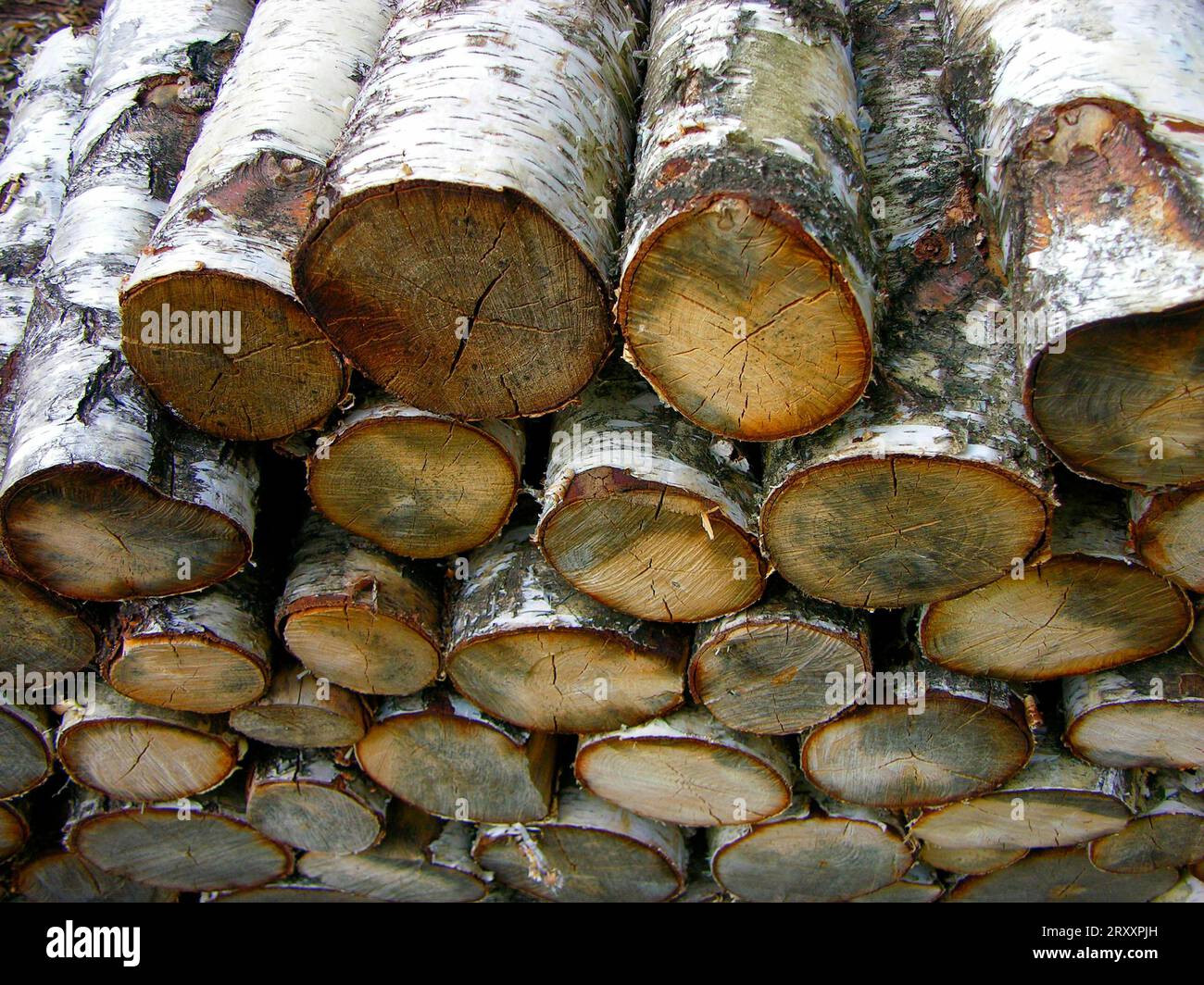 Wood pile, birch wood Wood store Stock Photo - Alamy