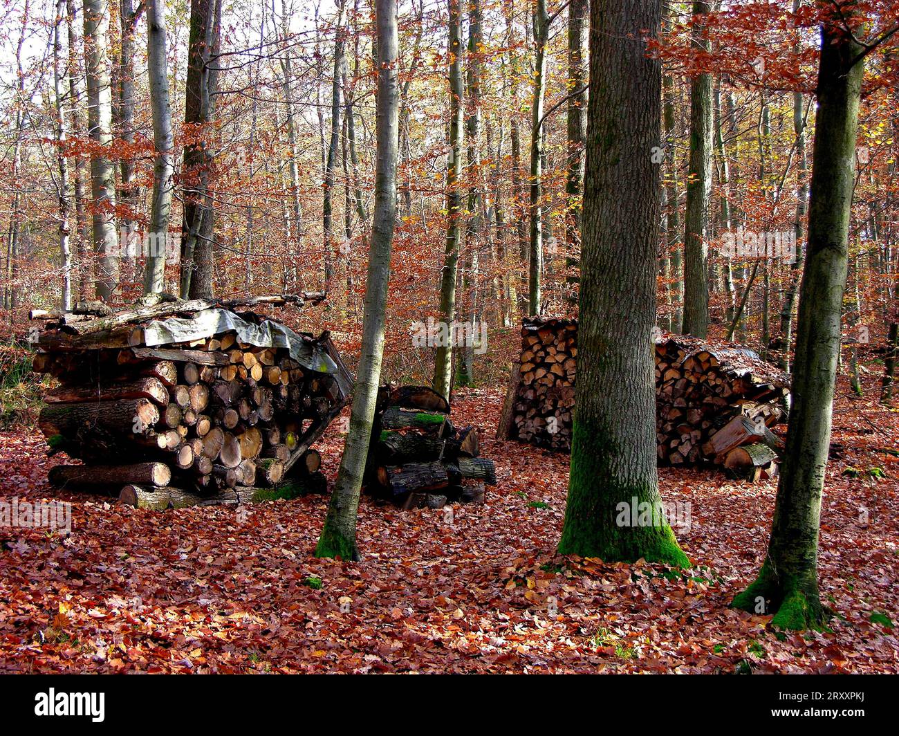 Wood piles in the forest Stock Photo - Alamy