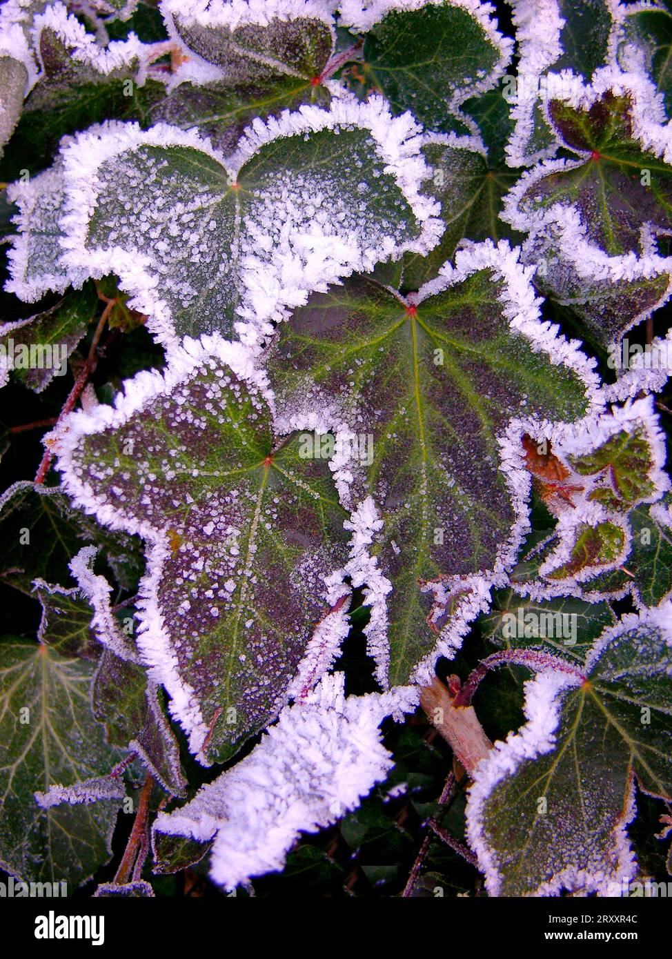 Ivy with frost hi-res stock photography and images - Alamy