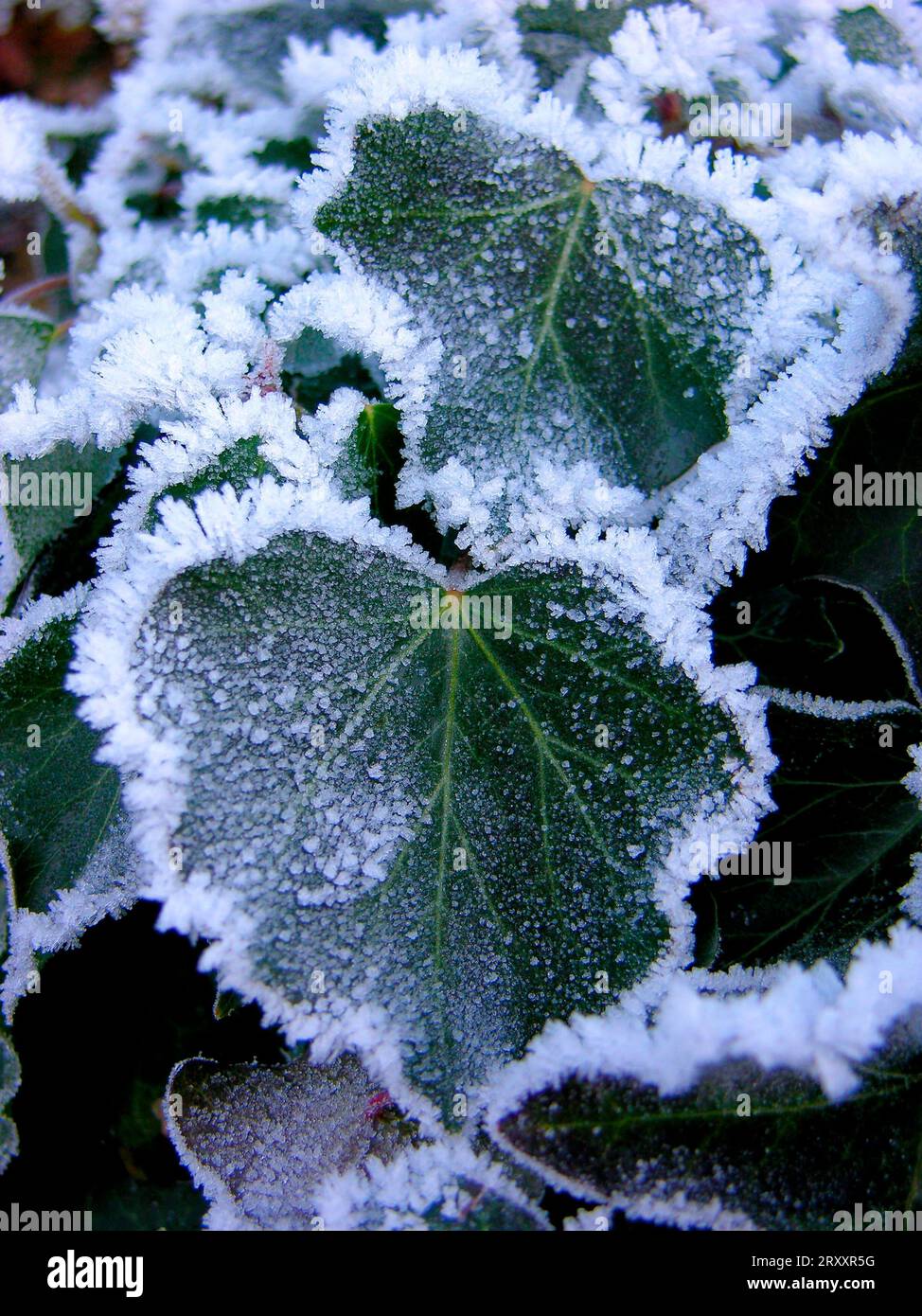 Ivy with frost hi-res stock photography and images - Alamy