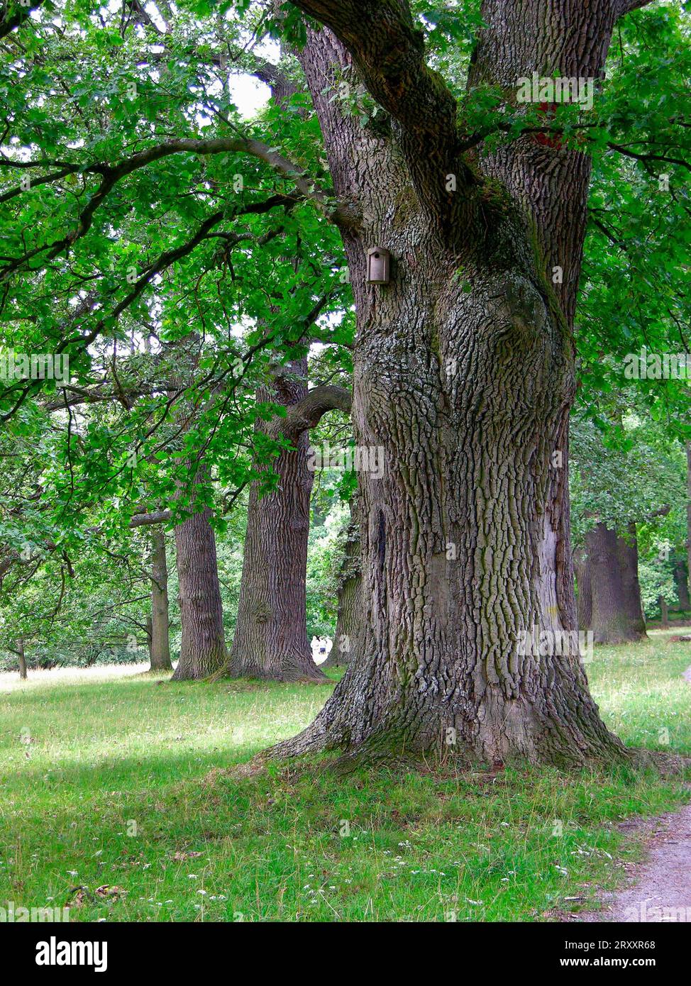 Oak forest, oak tree in Stuttgart-Riedenberg, BW. D Stock Photo - Alamy