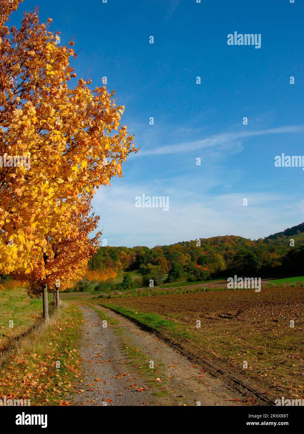 Maple field path in autumn Stock Photo - Alamy
