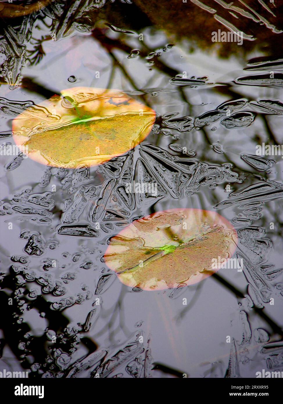 Icy garden pond Stock Photo - Alamy