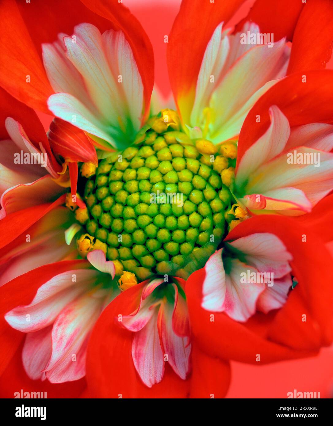 Ruffled dahlia, flower detail Stock Photo - Alamy