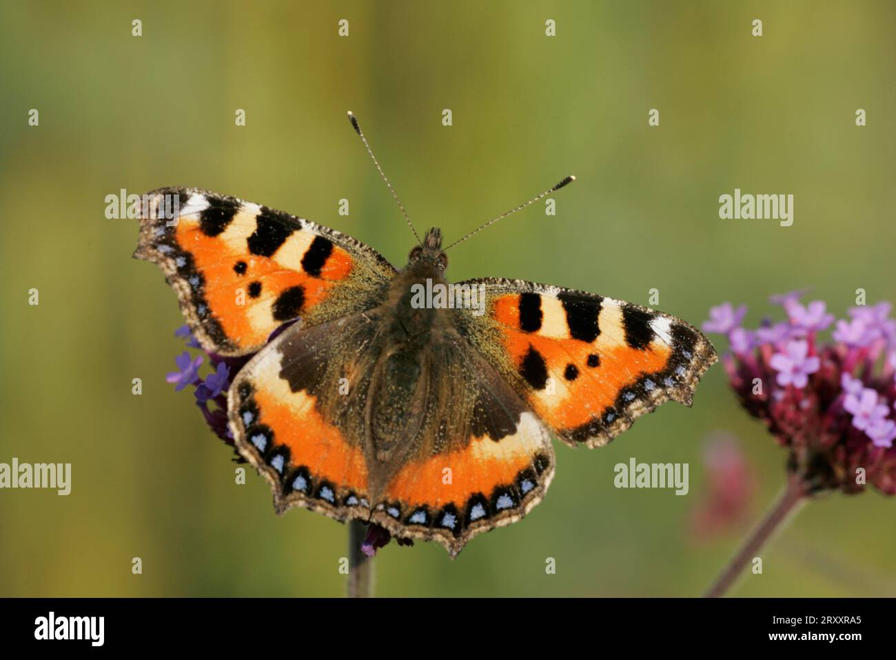 Small tortoiseshell (Aglais urticae), Schleswig-Holstein, Nettle ...